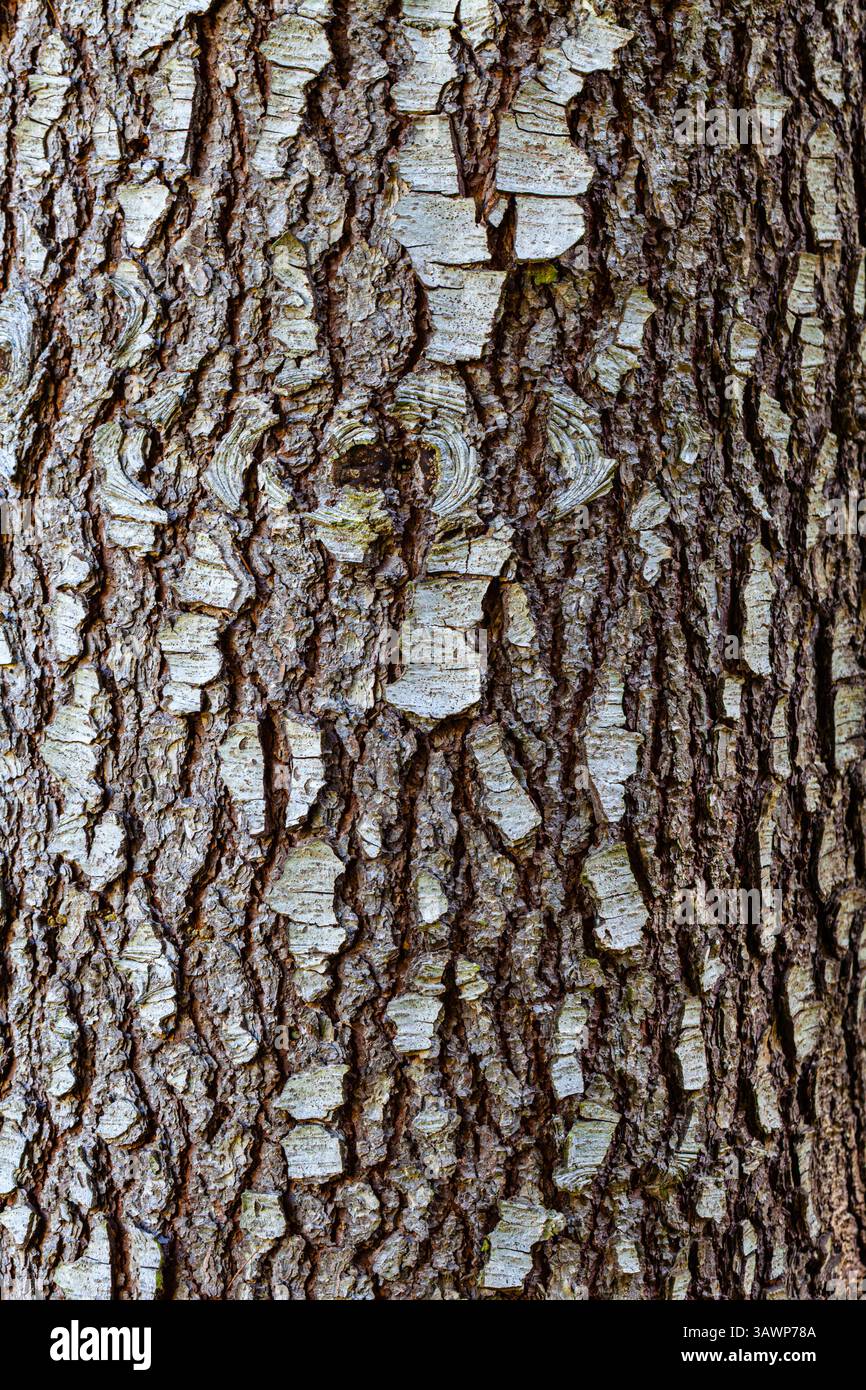 Fragmented bark on a tree in Van Dusen Gardens Vancouver Canada Stock ...
