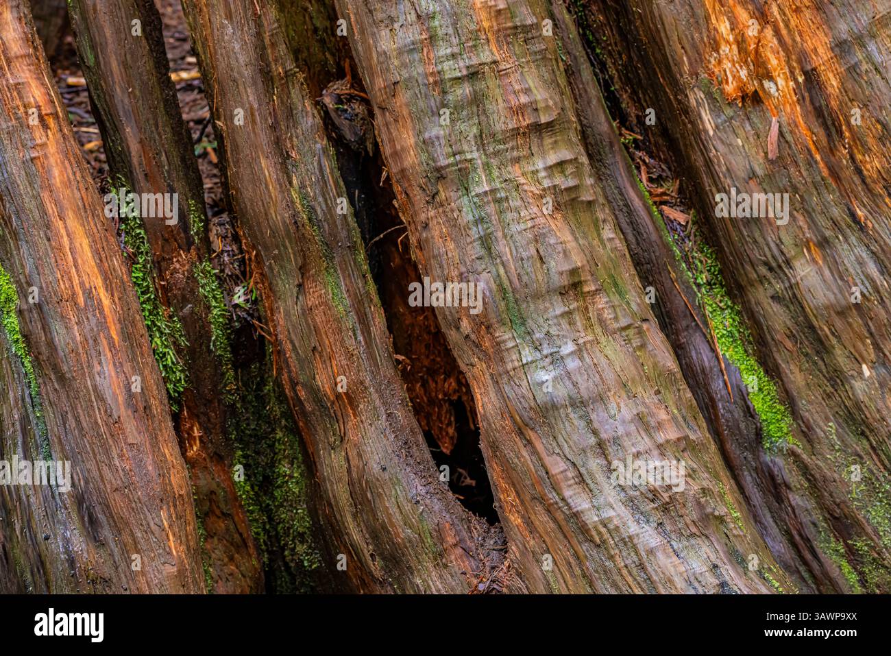 Western Red Cedar, Tsuga heterophylla, stump left by loggers over a ...