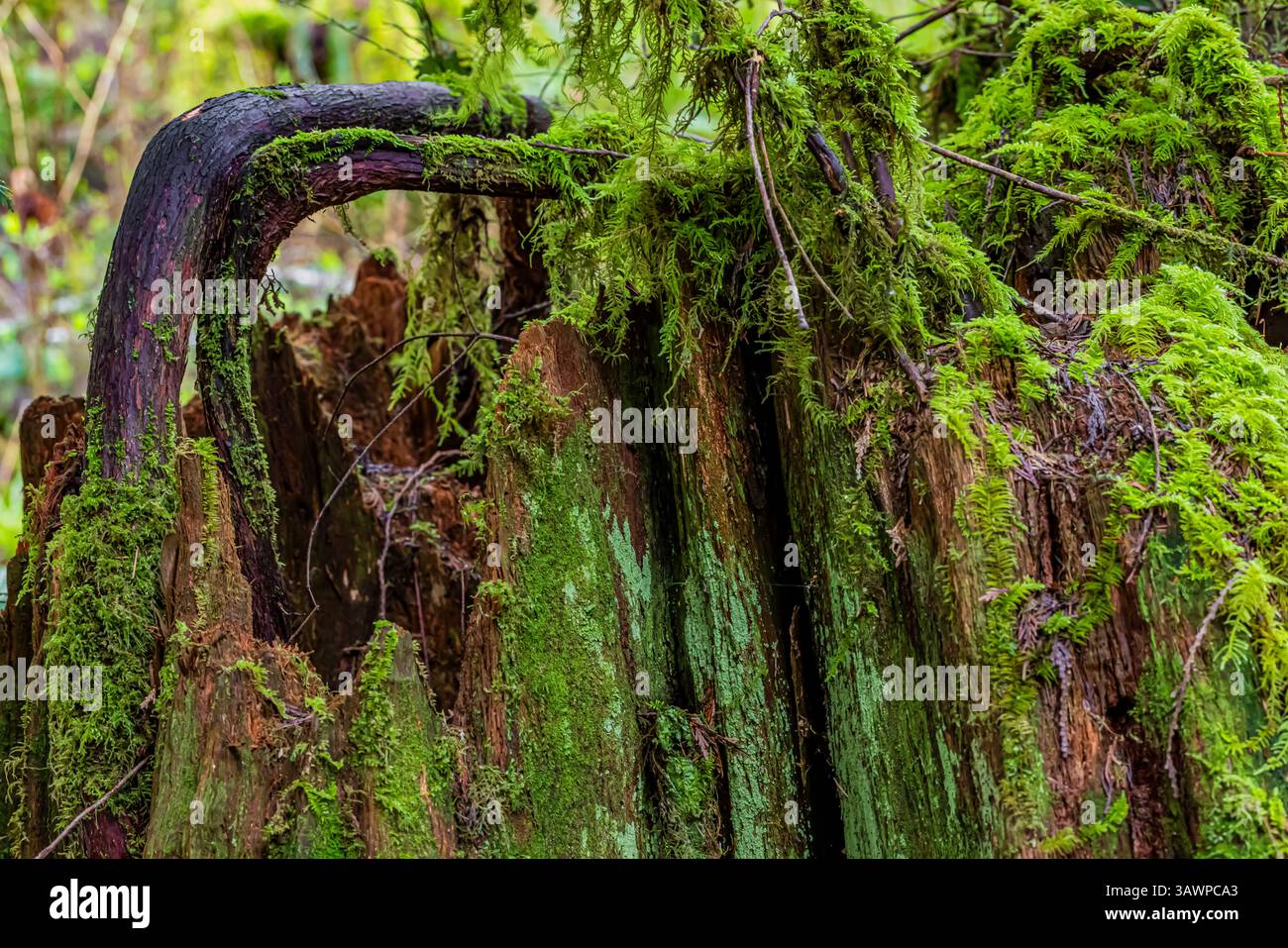 Western Red Cedar stump with aerial roots of Western Hemlock, McLane ...