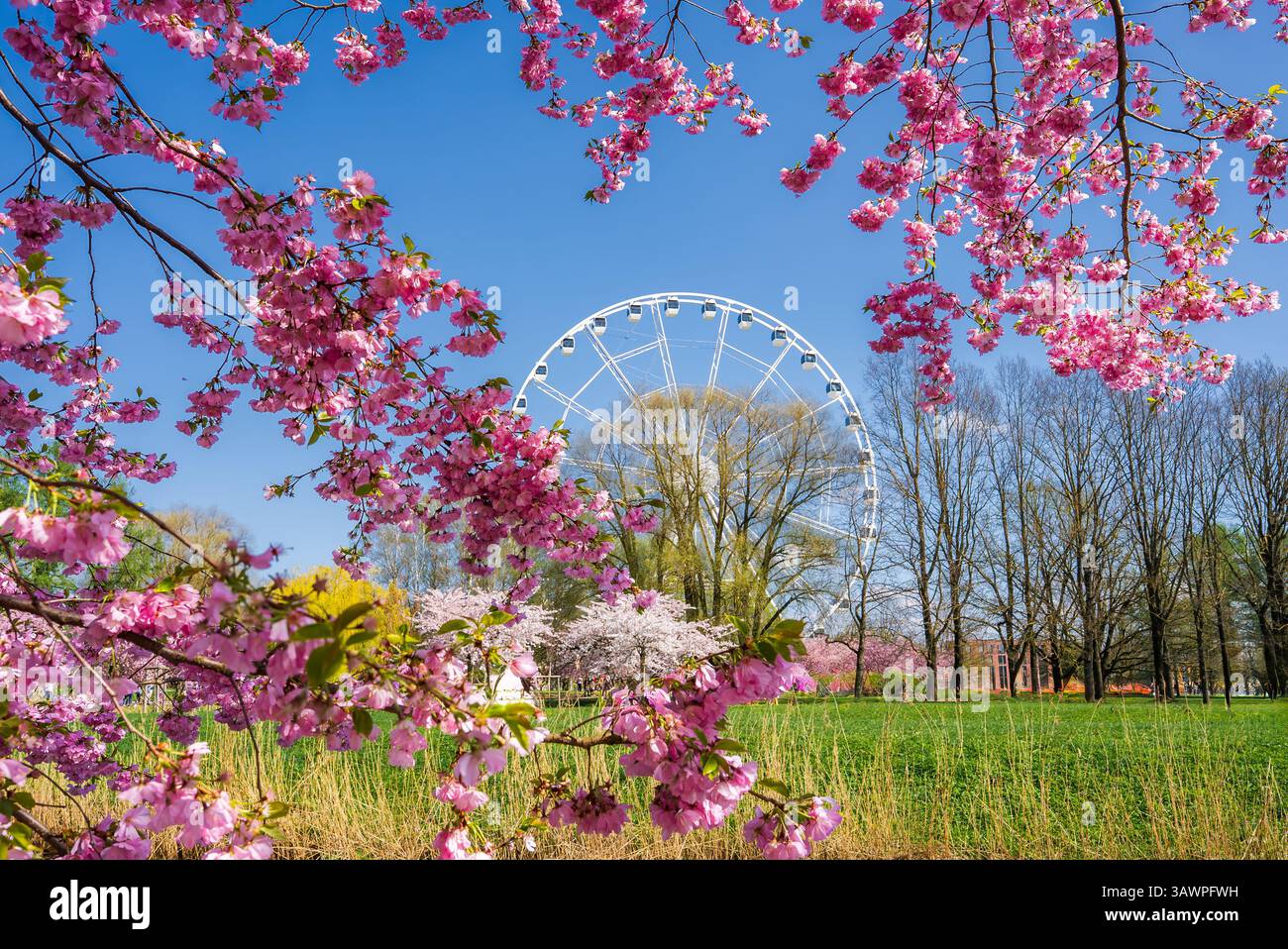 Blooming Sakura Trees and Ferris Wheel in Victory Park, Riga Stock ...