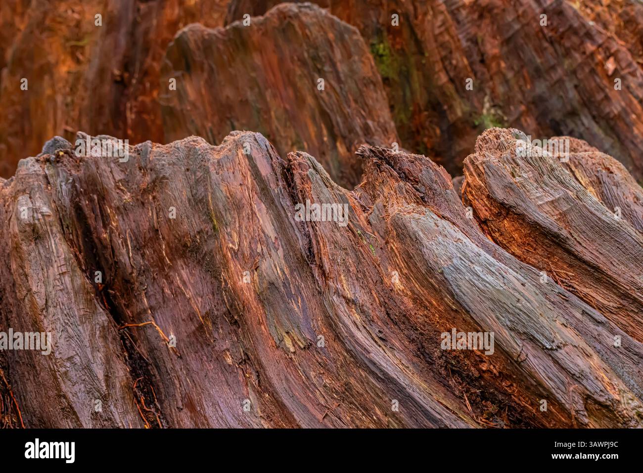 Western Red Cedar, Tsuga heterophylla, stump left by loggers over a ...