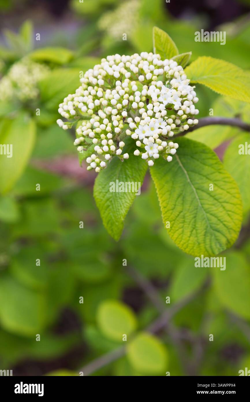 Viburnum lantana 'Aureum' - Wayfaring tree shrub with tiny white buds ...