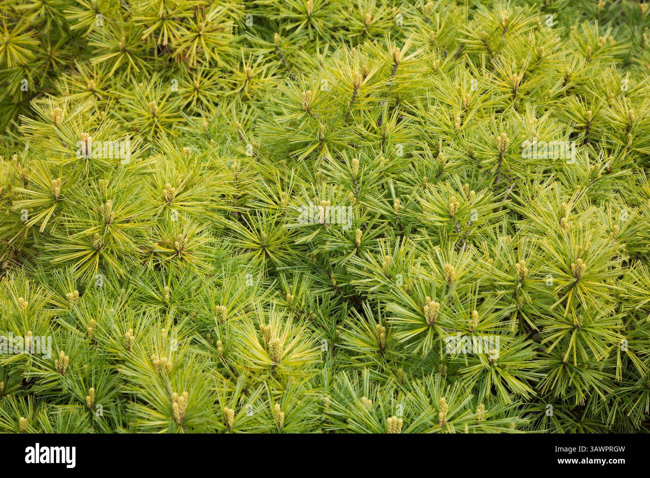 Pinus strobus - Eastern white pine 'Elkin's Dwarf' shrub in spring ...