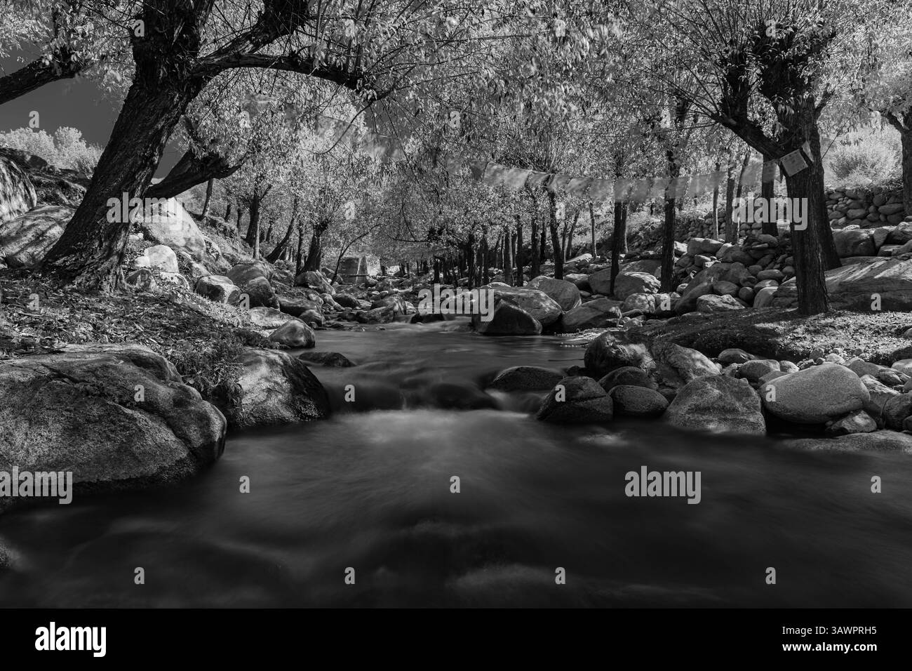 A high contrast landscape of a stream flowing through dense trees and ...