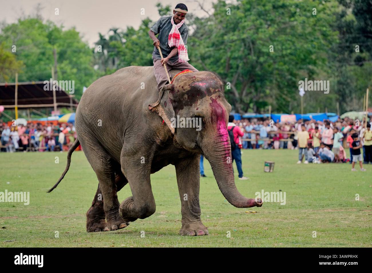 People watch a traditional elephant race as part of the Suori tribal ...
