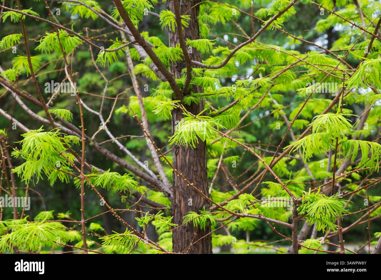 Metasequoia glyptostroboides 'Gold Rush' - Dawn Redwood tree with new ...
