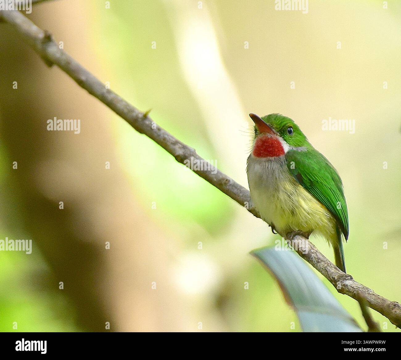 Puerto Rican Tody (Todus mexicanus) is a endemic to Puerto Rico. Found ...