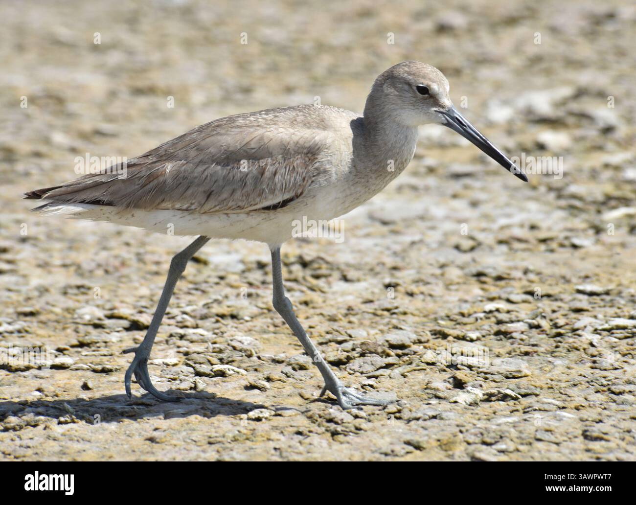 Large shorebird with wide coastal distribution on both N.A. coasts with ...