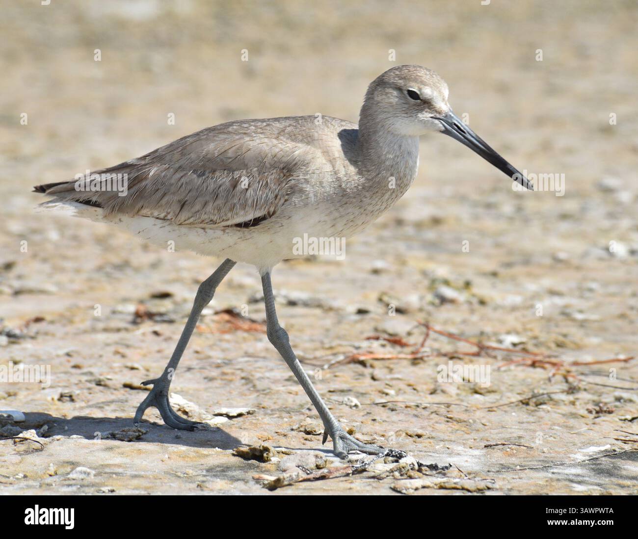 Large shorebird with wide coastal distribution on both N.A. coasts with ...