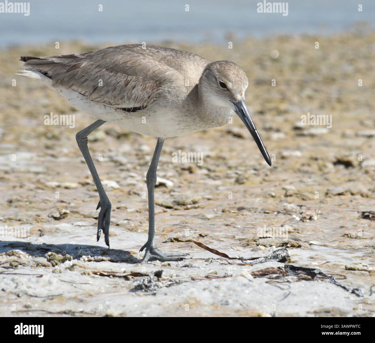 Large shorebird with wide coastal distribution on both N.A. coasts with ...