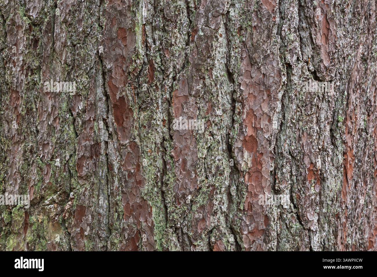 Close-up of Pinus - Red Pine tree bark covered with Bryophyta - Green ...