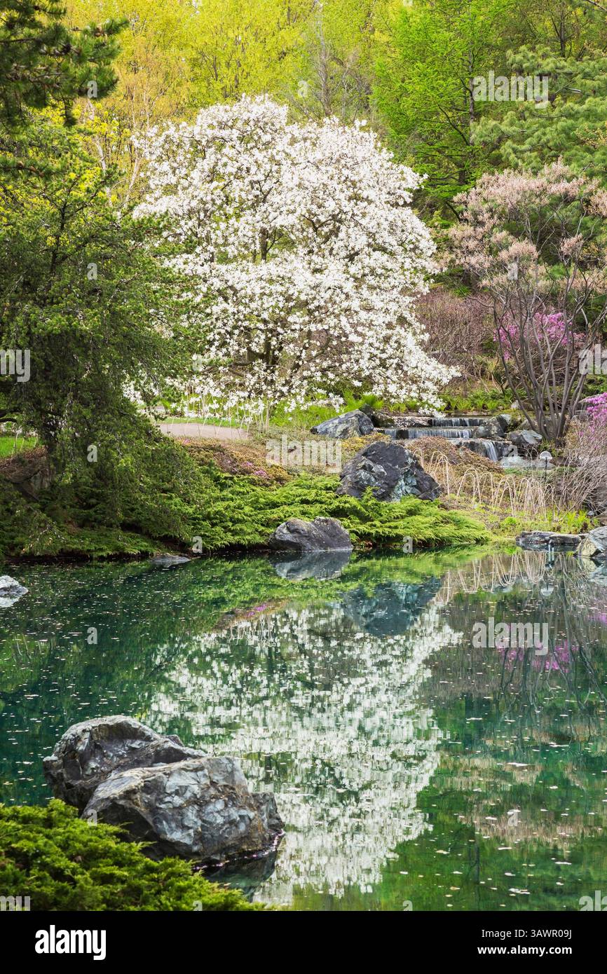 White Magnolia x Loebneri 'Merrill' and rose-purple flowering trees ...