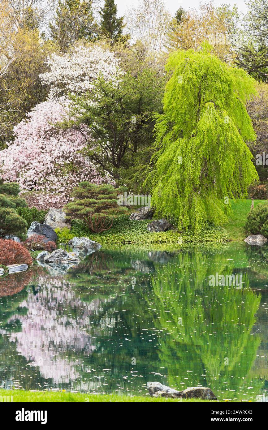 White Magnolia x Loebneri 'Merrill' and rose-purple flowering trees ...