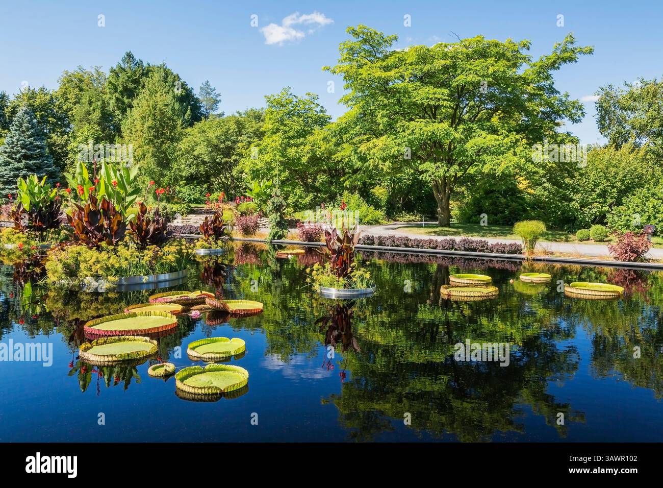 Manmade water basin with various aquatic plants including pink ...