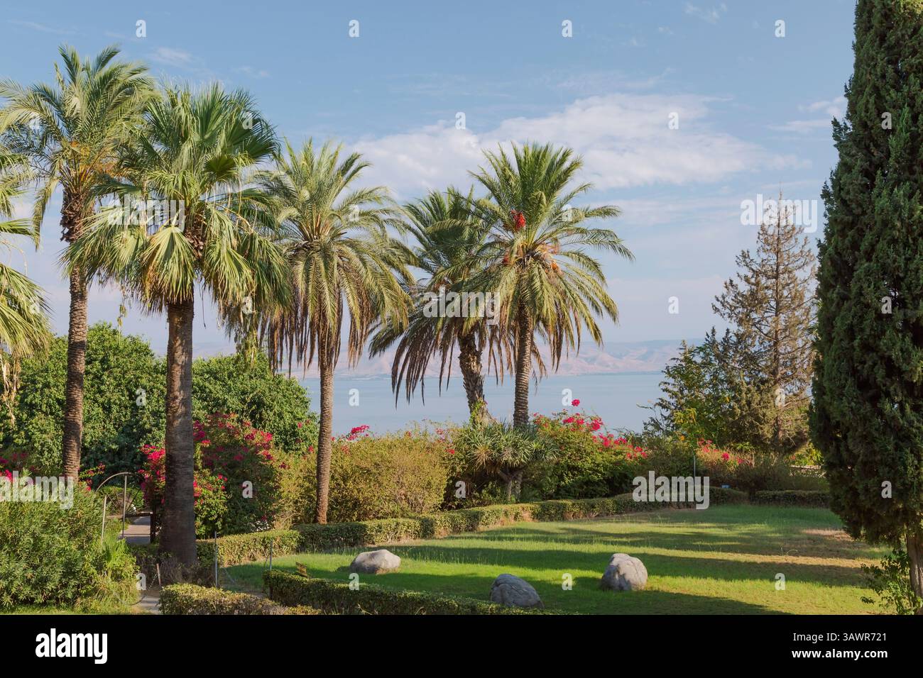 Garden with Phoenix dactylifera - Date palm trees overlooking Sea of ...
