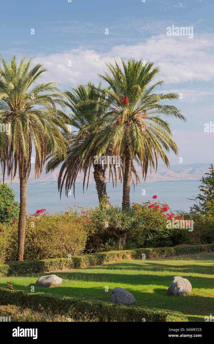 Garden with Phoenix dactylifera - Date palm trees overlooking Sea of ...