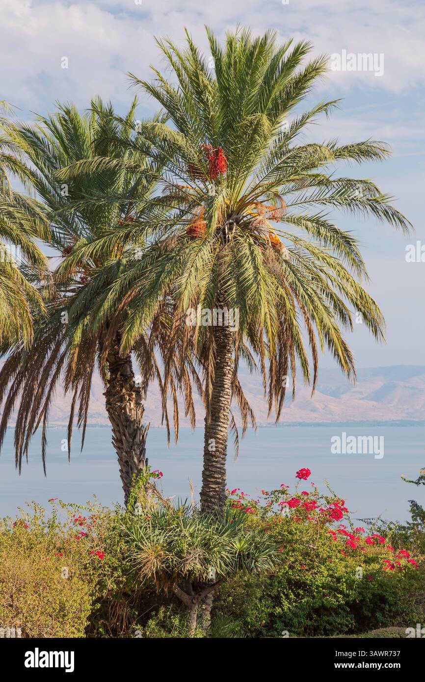 Garden with Phoenix dactylifera - Date palm trees overlooking Sea of ...