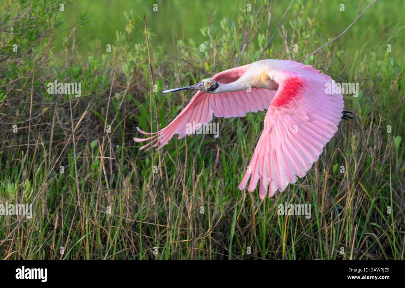 Roseate spoonbill (Platalea ajaja) flying in coastal wetlands, against ...