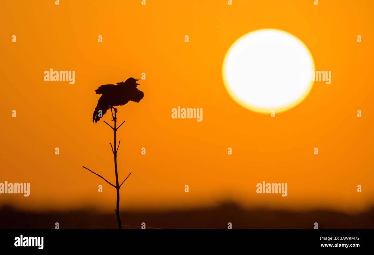 Red-winged blackbird (Agelaius phoeniceus) male singing at sunrise ...