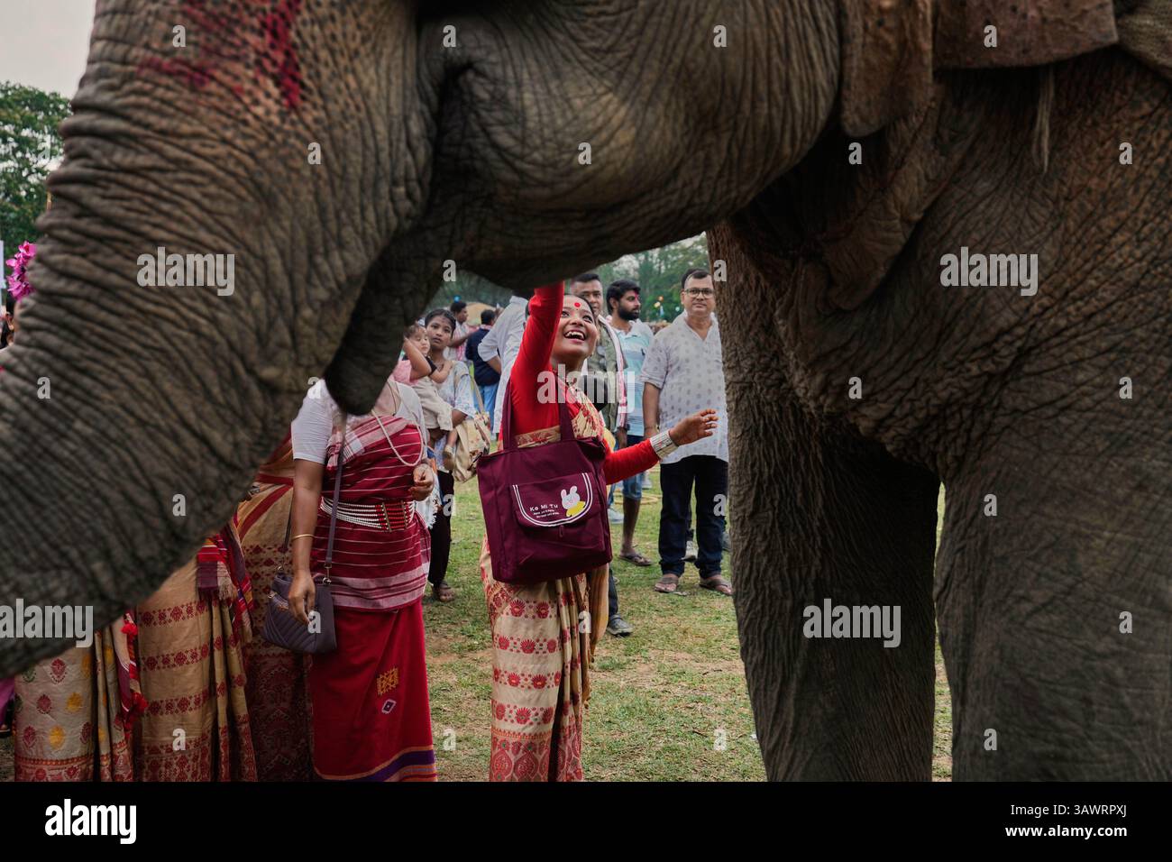 An Assamese girl with traditional Assamese attire touches the elephant ...