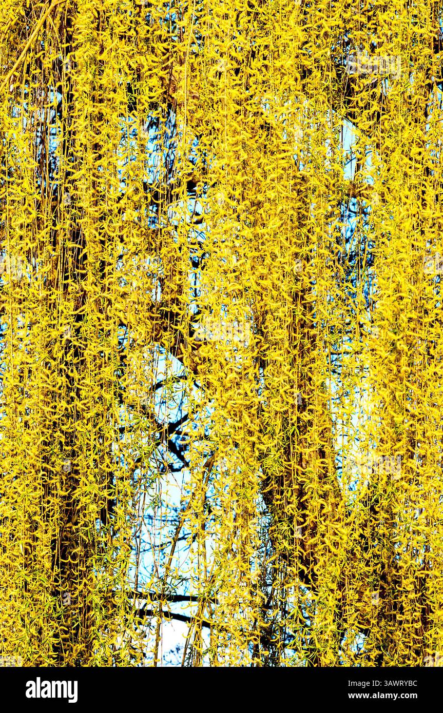 A curtain of catkins on branches of a Weeping Willow (Salix) tree Stock ...