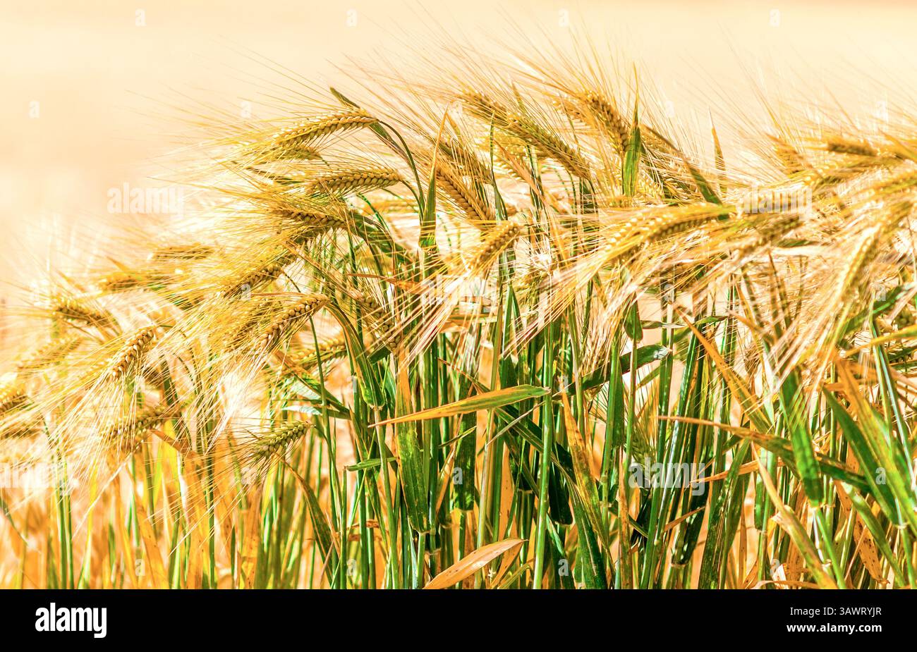 Narrow ears hi-res stock photography and images - Alamy