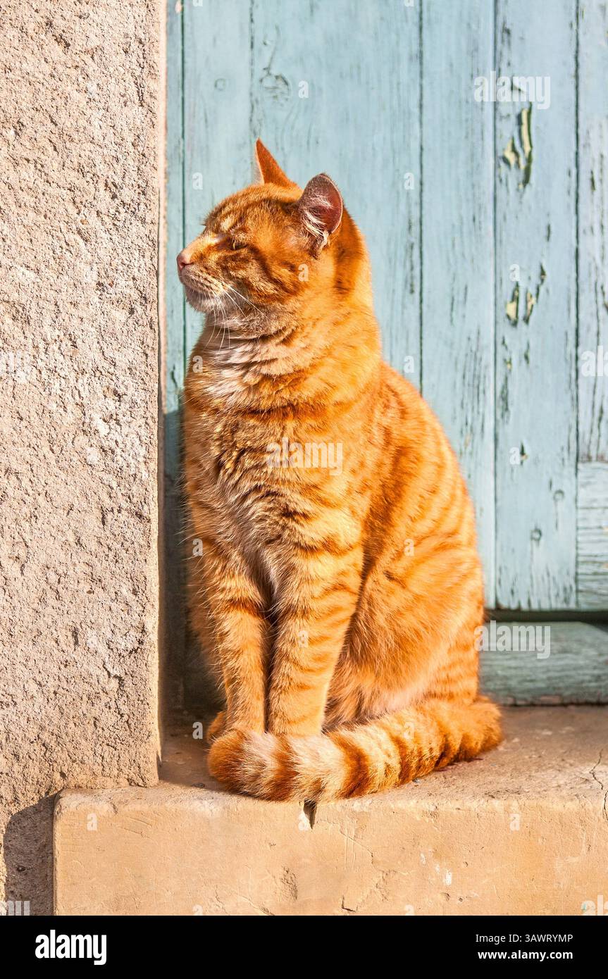 Ginger tom cat sitting on a doorstep in the sun - France Stock Photo ...