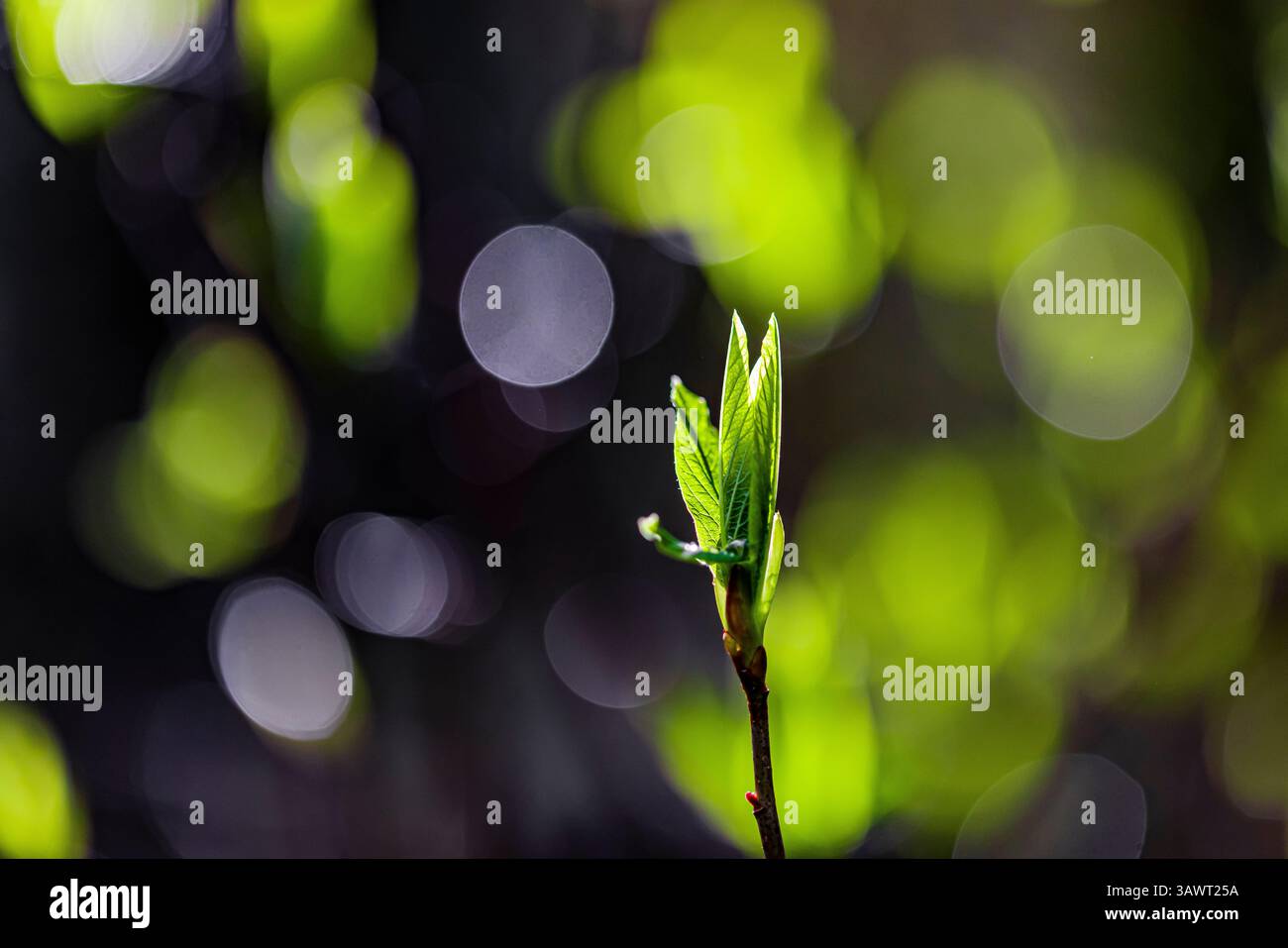 Indian Plum, Oemleria cerasiformis, leaves emerging along McLane Creek ...