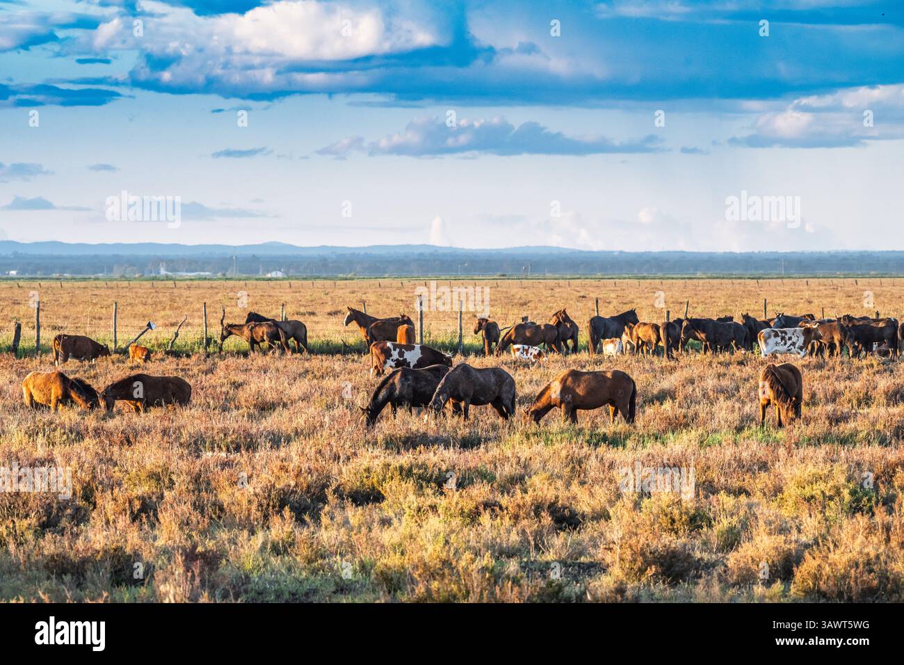 Native cattle and marismeña mares graze peacefully in the expansive ...