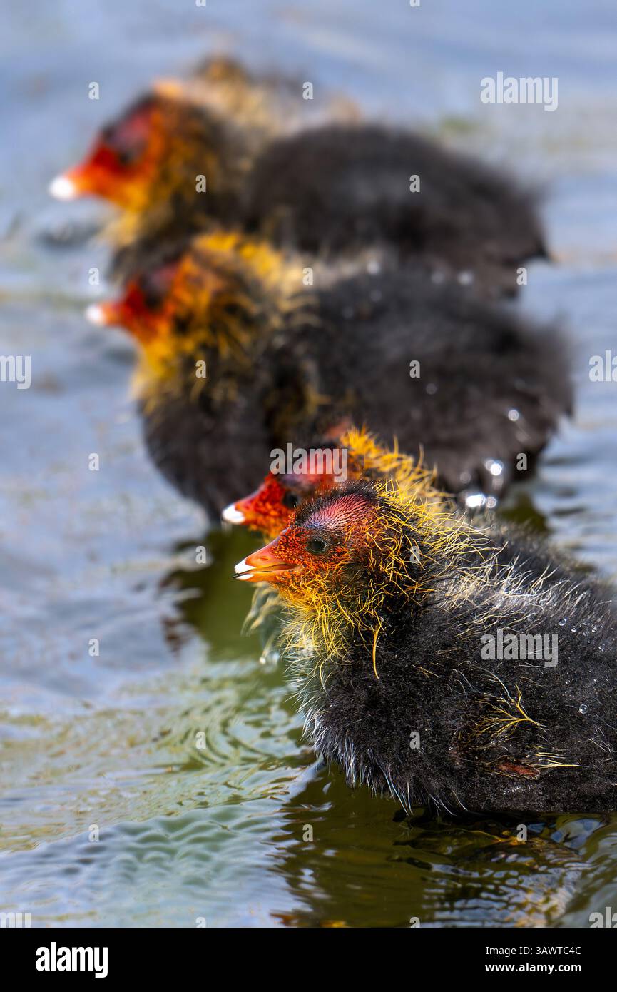 Eurasian coot / common coot (Fulica atra) four chicks waiting for ...