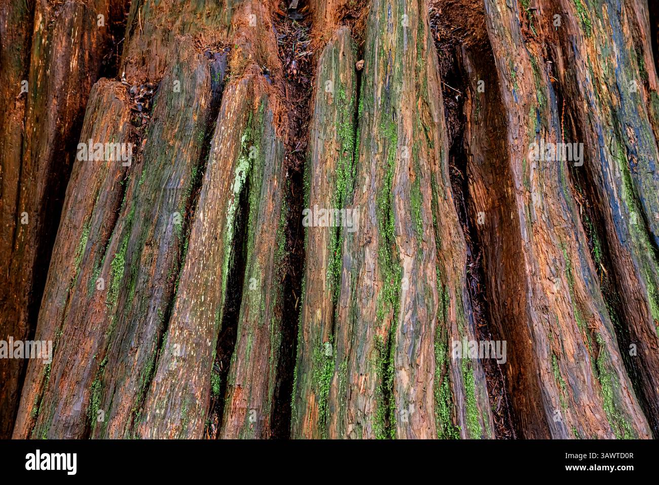 Cedar wood state hi-res stock photography and images - Alamy
