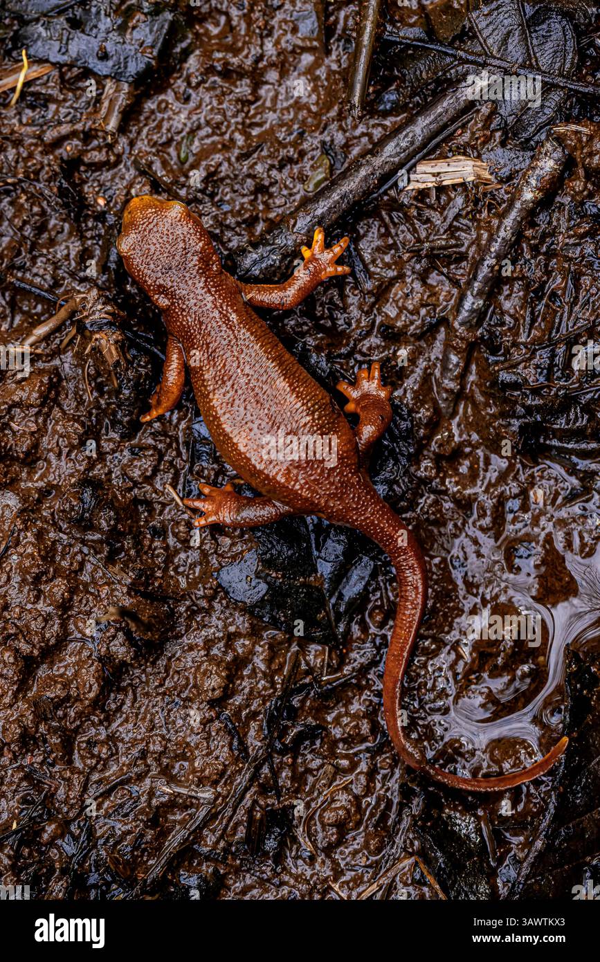 Rough-skinned Newt, Taricha granulosa, along McLane Creek Nature Trail ...