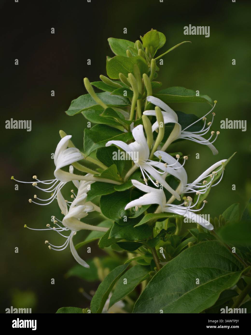 Japanese honeysuckle (lonicera japonica). Fragrant delicate white ...