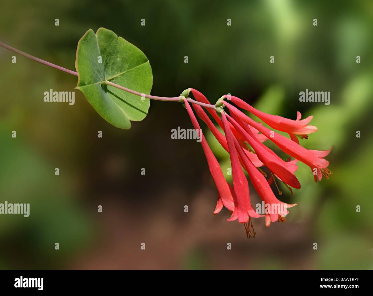 A Coral Honeysuckle (Lonicera sempervirens) aka Trumpet Honeysuckle, or ...