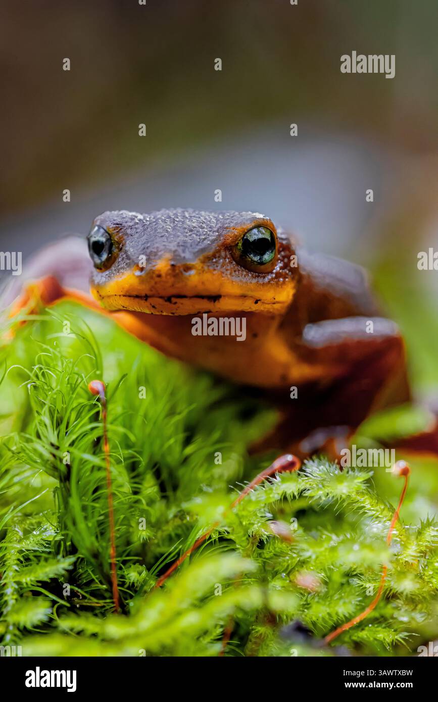 Rough-skinned Newt, Taricha granulosa, along McLane Creek Nature Trail ...