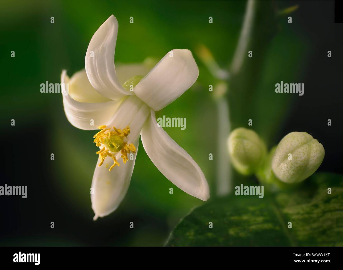 Lemon flower. Close up of white lemon flower with natural background ...