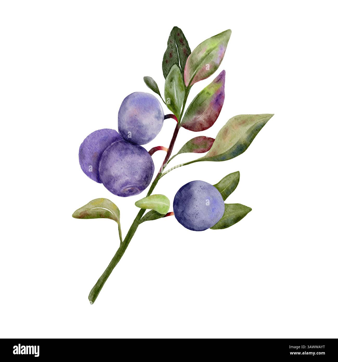 Blueberry watercolor branch. hand drawn isolated on white background ...