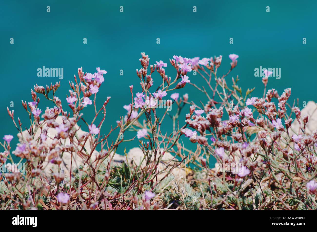 Limonium caspia hi-res stock photography and images - Alamy