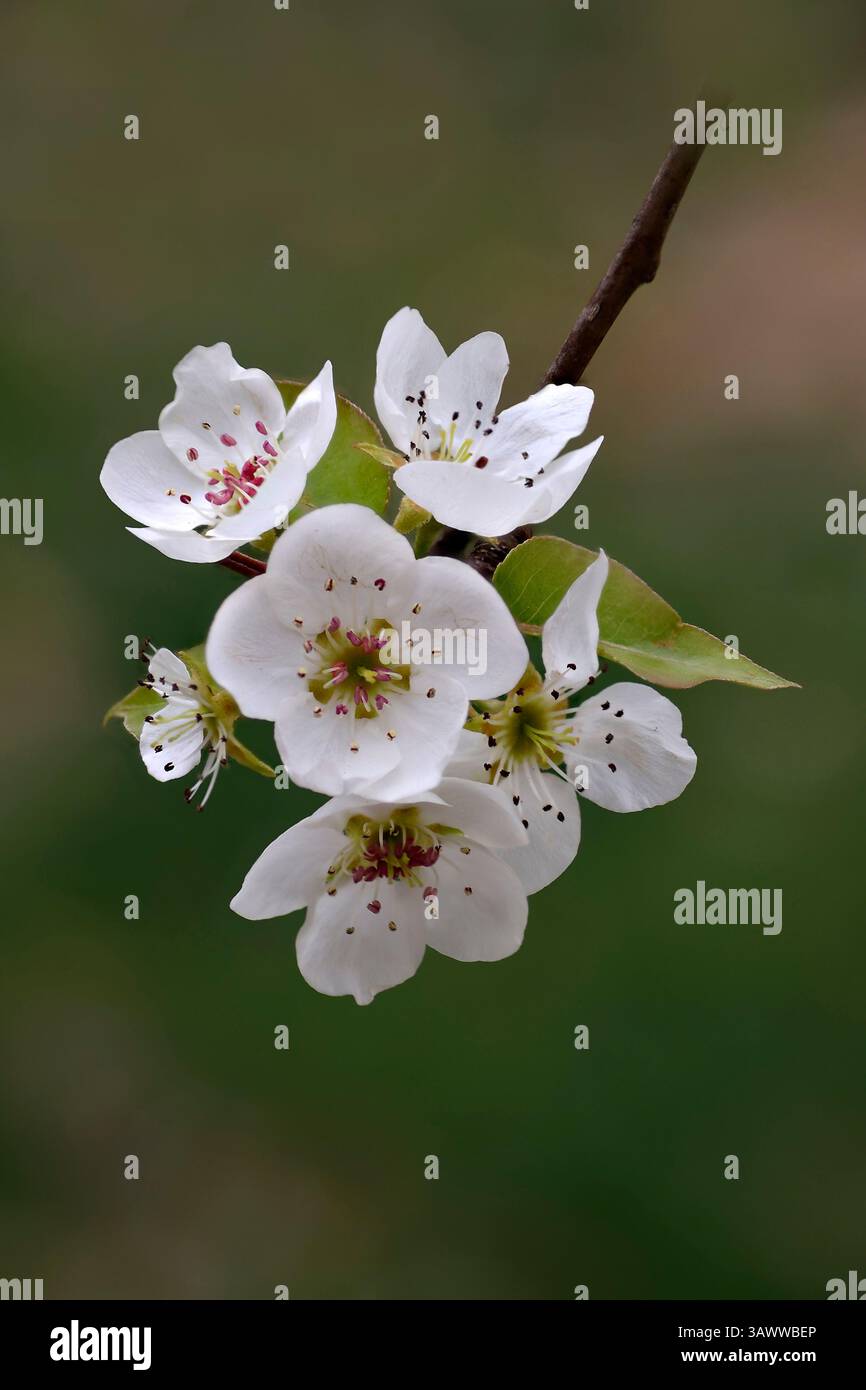 Pear flowers blooming. Spring fruit blossoms. Kieffer variety American ...