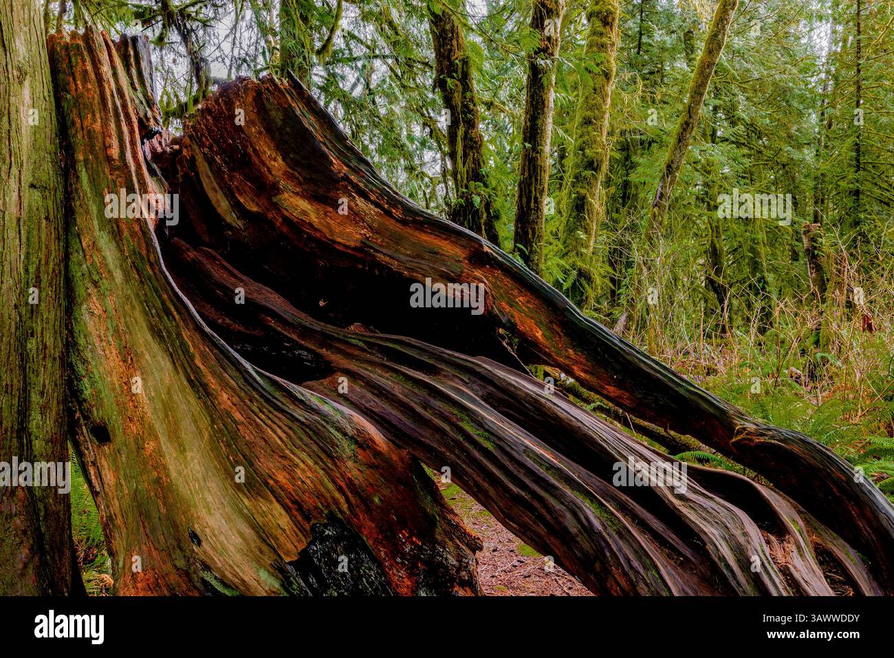 Western Red Cedar, Tsuga heterophylla, stump left by loggers over a ...