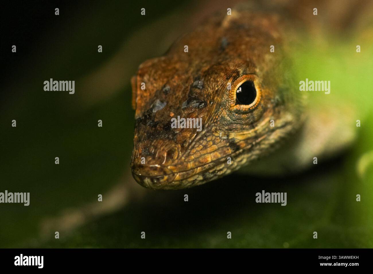 Scaled lizards hi-res stock photography and images - Alamy