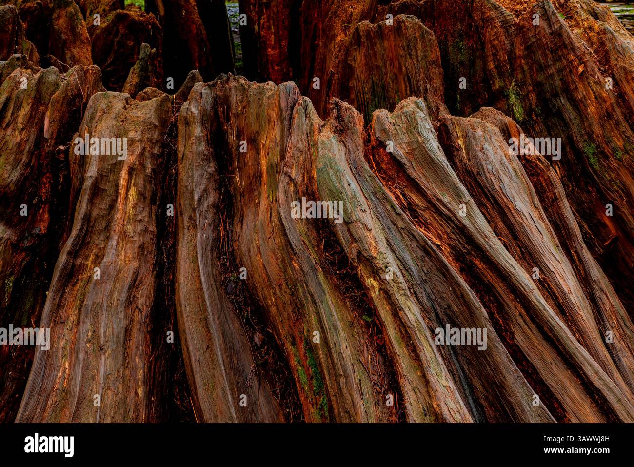 Western Red Cedar, Tsuga heterophylla, stump left by loggers over a ...