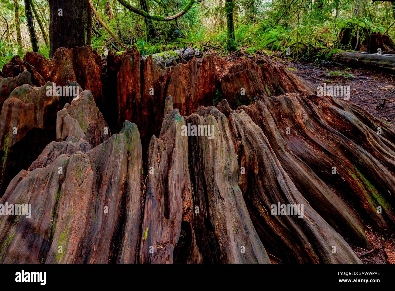 Western Red Cedar, Tsuga heterophylla, stump left by loggers over a ...