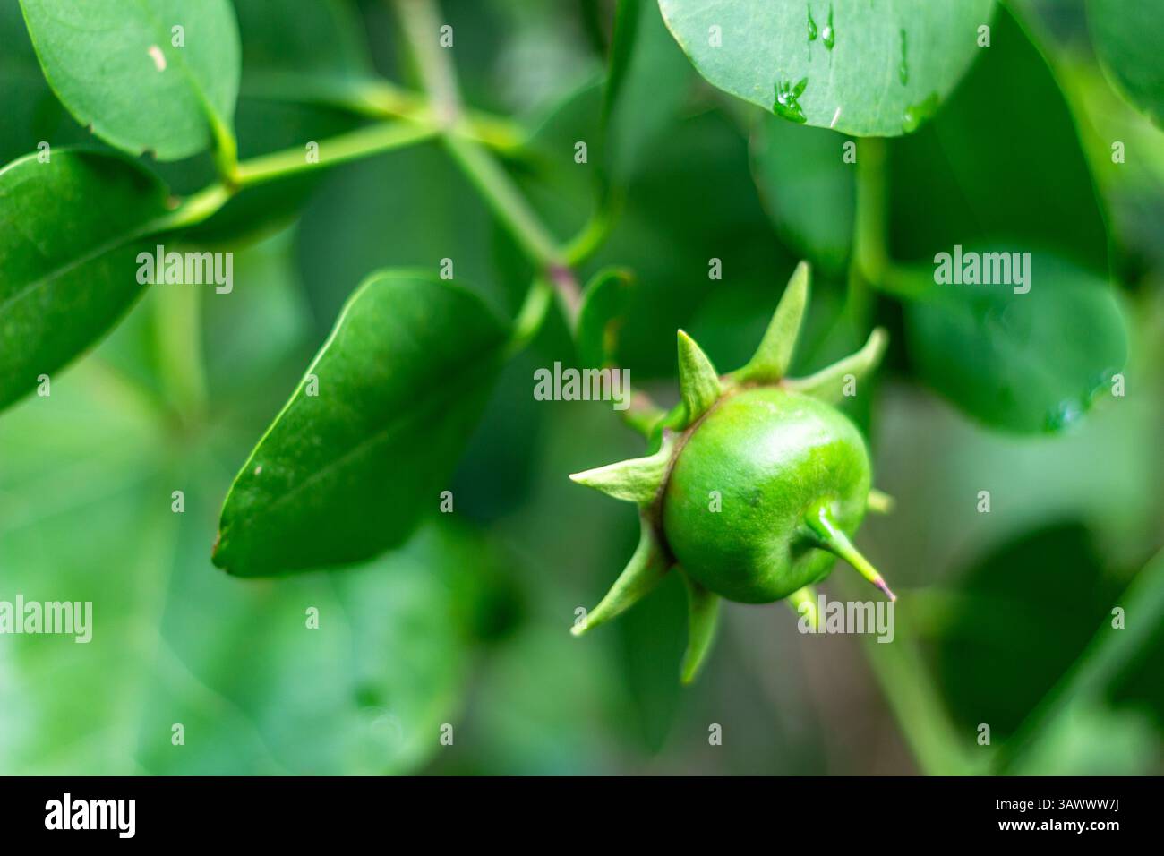 A close-up of a mangrove apple fruit dangling from its tree inside ...