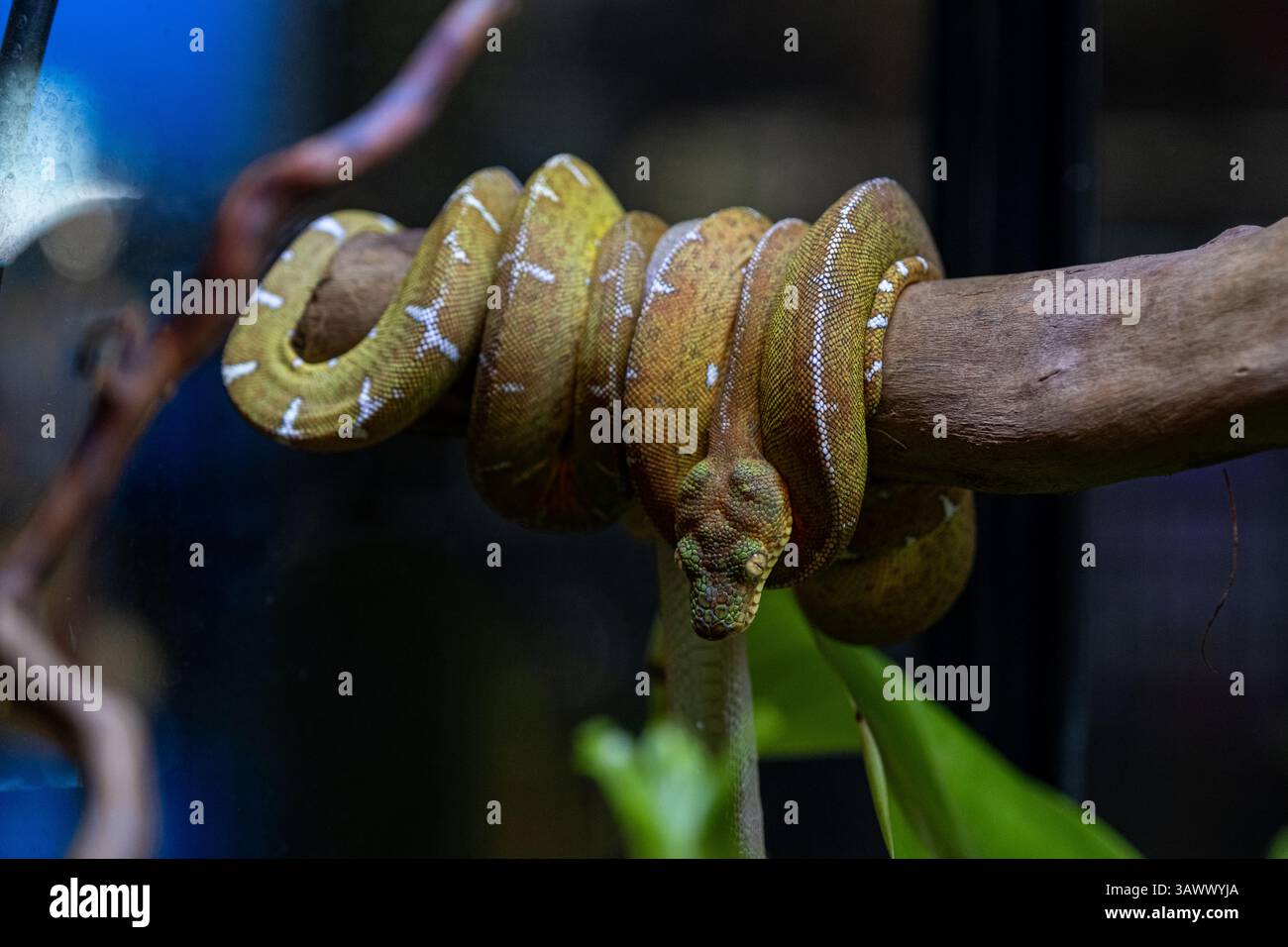 Brown emerald tree boa baby snake wrapped around a tree branch Corallus ...