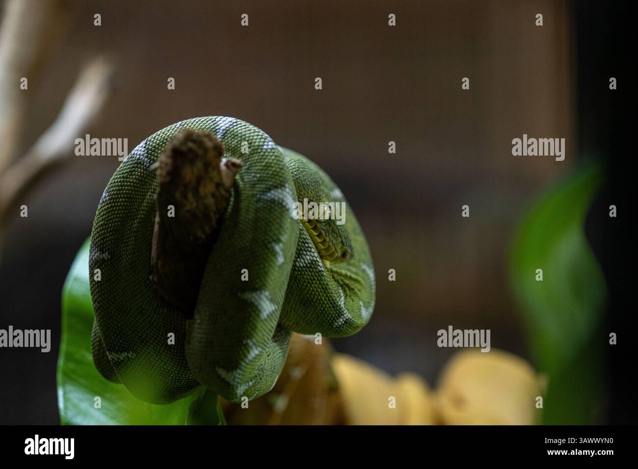 Baby emerald tree boa snake coiled on a tree branch Corallus caninus ...
