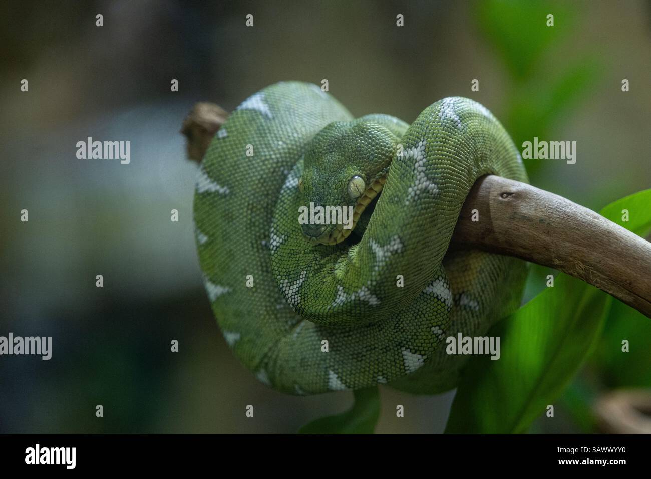Baby emerald tree boa snake coiled on a tree branch Corallus caninus ...