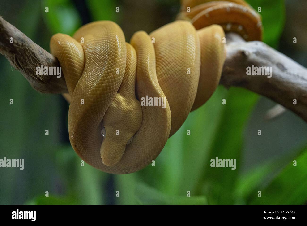 Baby Suaçuboia coiled on a tree branch Corallus hortulanus Stock Photo ...
