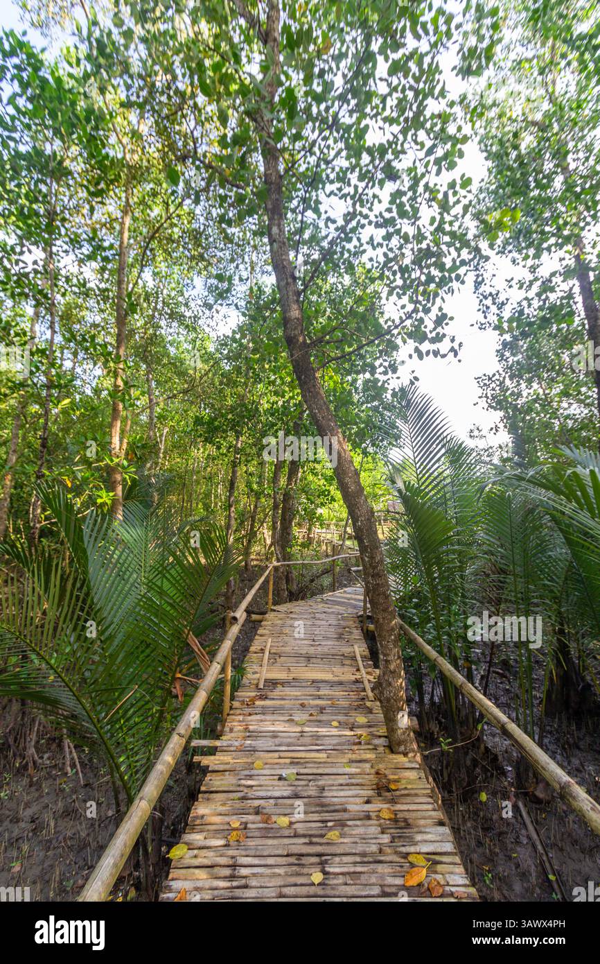 Filipino mangrove hi-res stock photography and images - Alamy