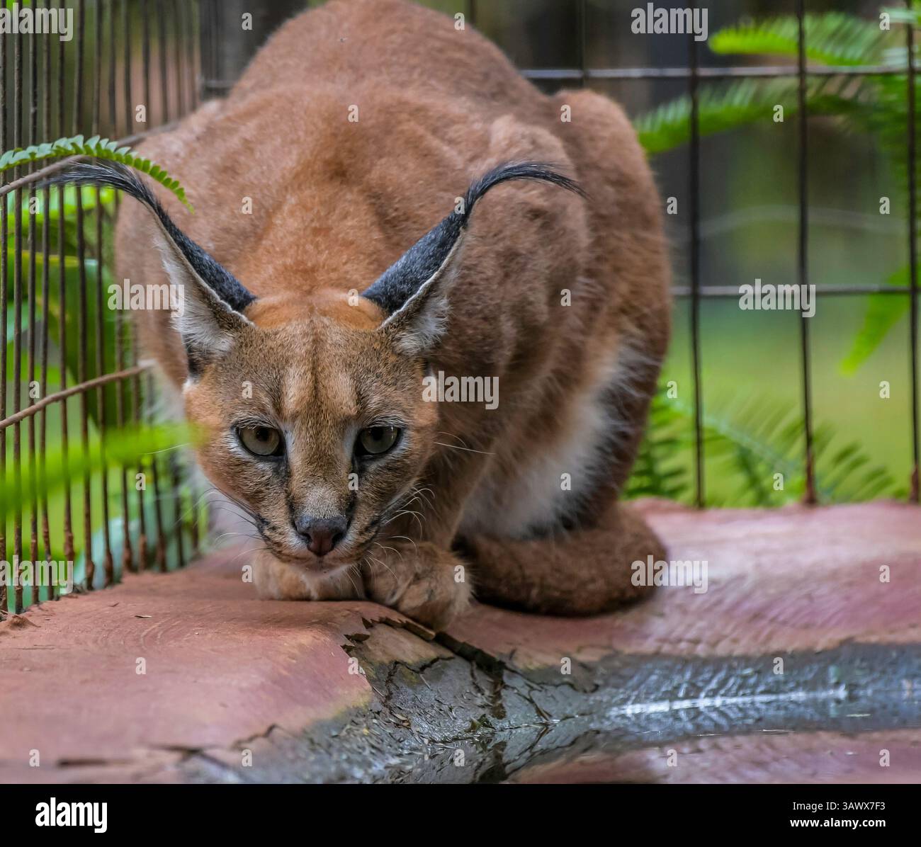 Caracal or African golden cat with it'sprotruding ears is also called as desert lynx taken in a ...